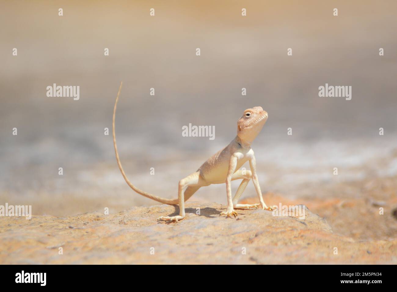 Silver animals Stock Vector Images - Alamy