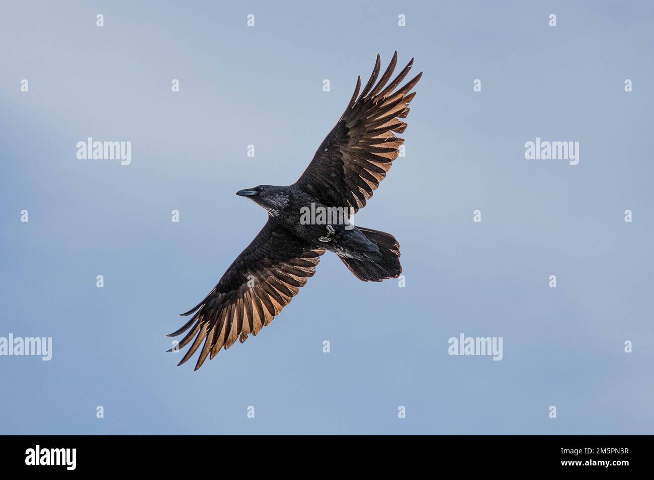 A low-angle closeup of a Raven with wings spread wide in midflight ...