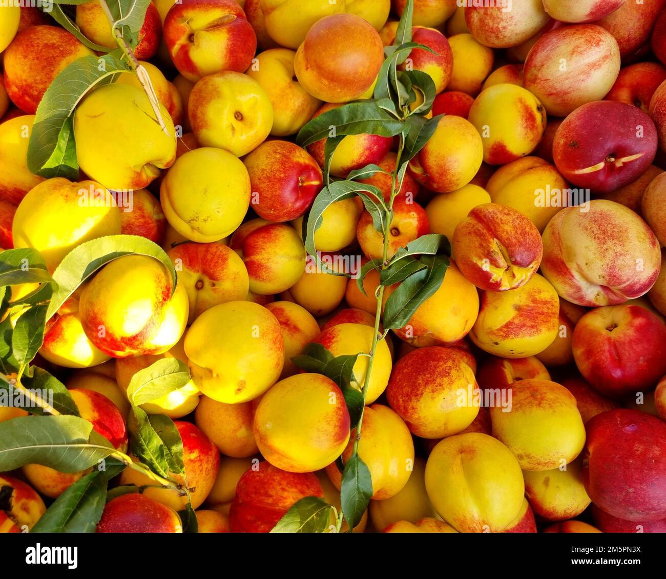 A top view of peaches under the sunlight, cool for texture Stock Photo ...