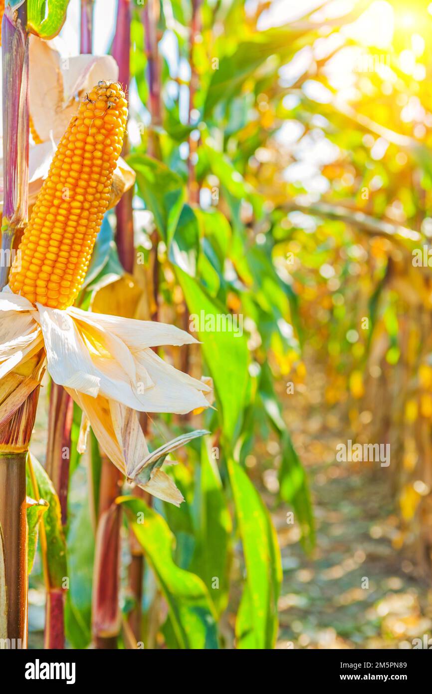 Cereal plans hi-res stock photography and images - Alamy