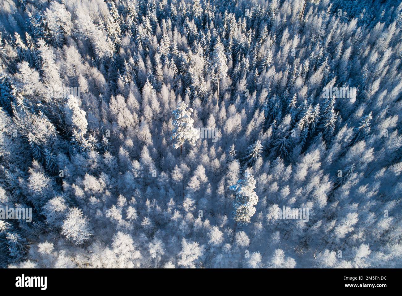 An aerial of a frosty and snowy mixed boreal forest on a sunny winter day in Estonia, Northern ...