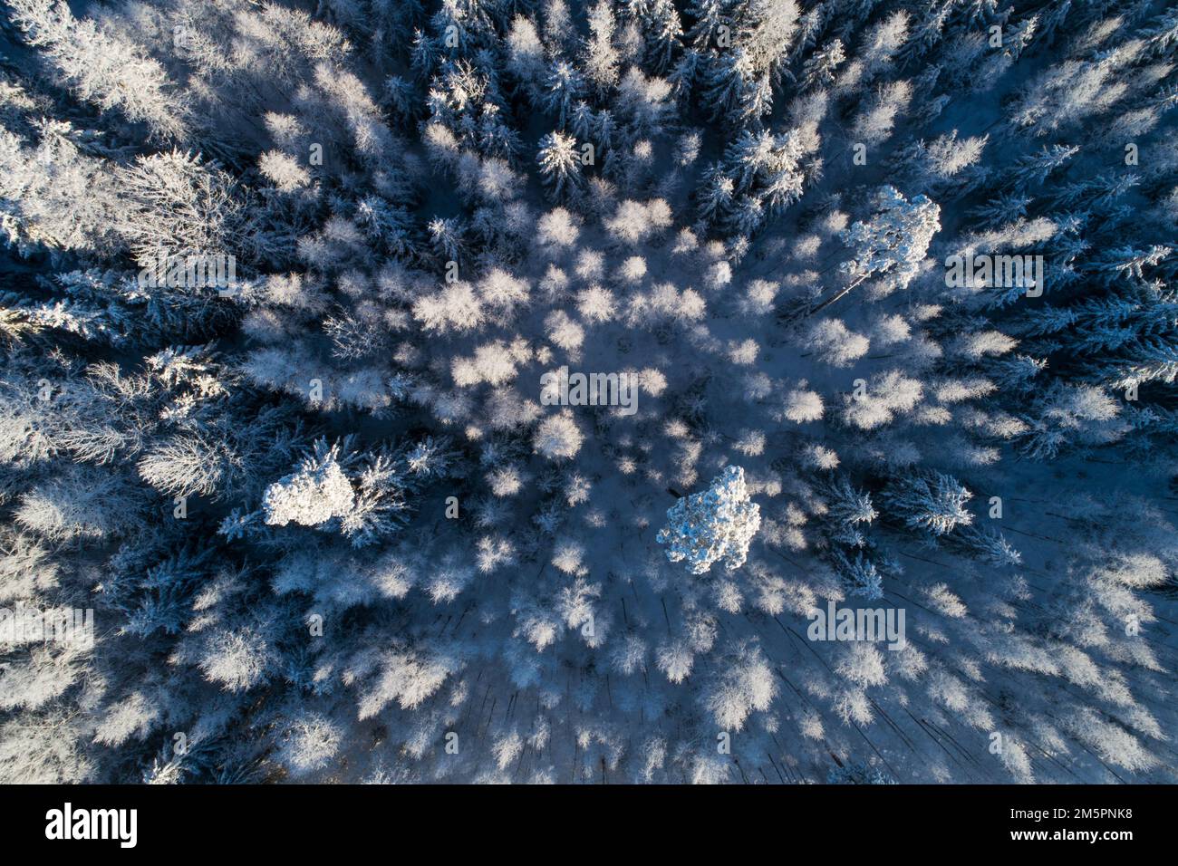 An aerial of a frosty and snowy mixed boreal forest on a sunny winter day in Estonia, Northern ...