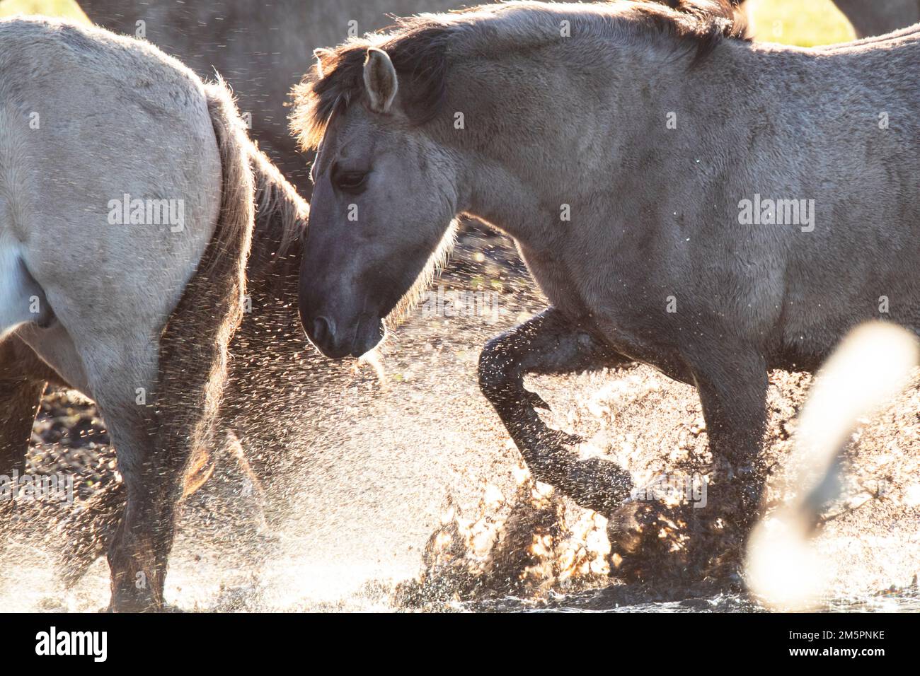 Konik ponies at Wicken Fen, Cambridgeshire, in December 2022 Stock ...
