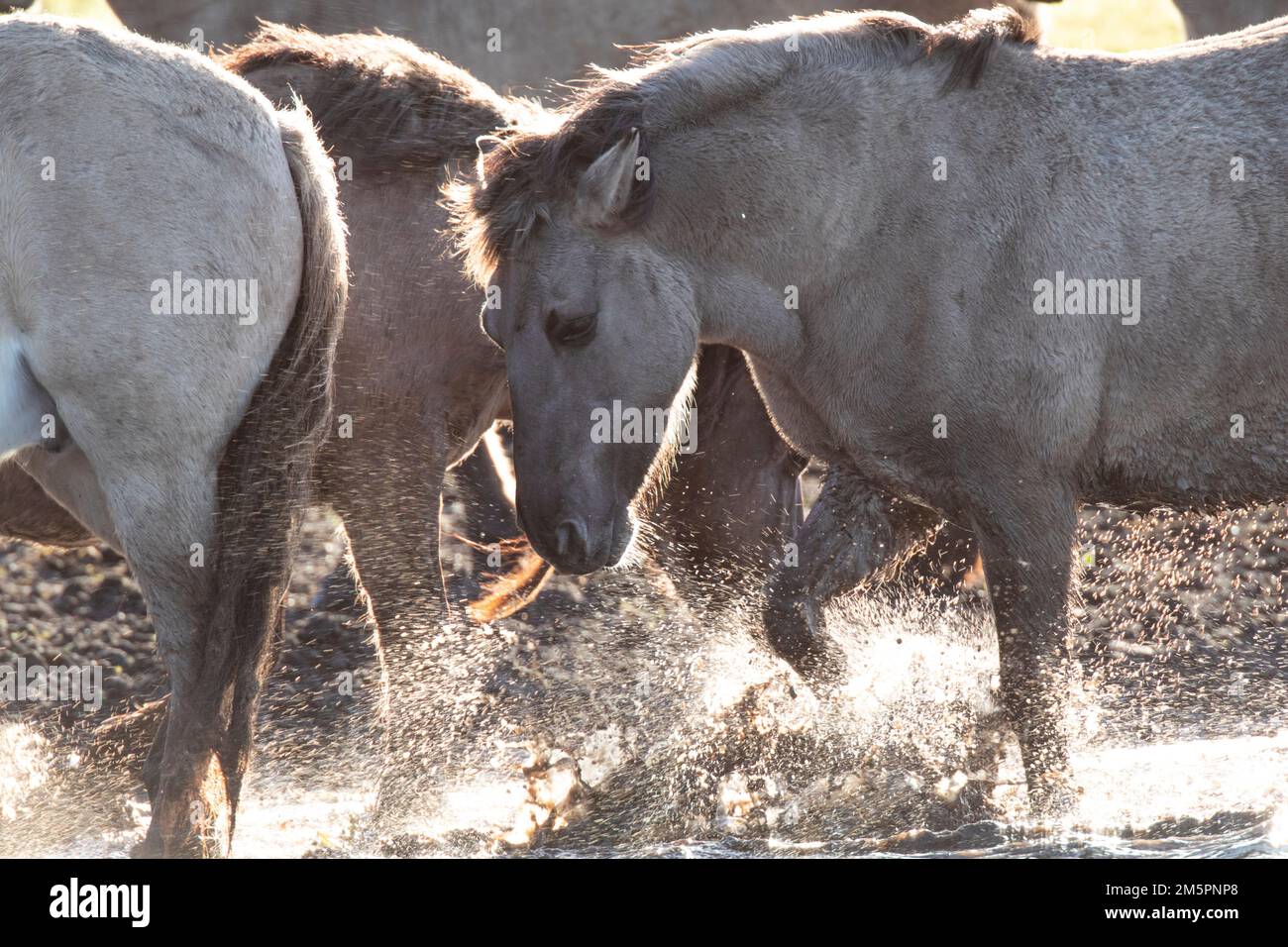 Konik ponies at Wicken Fen, Cambridgeshire, in December 2022 Stock ...