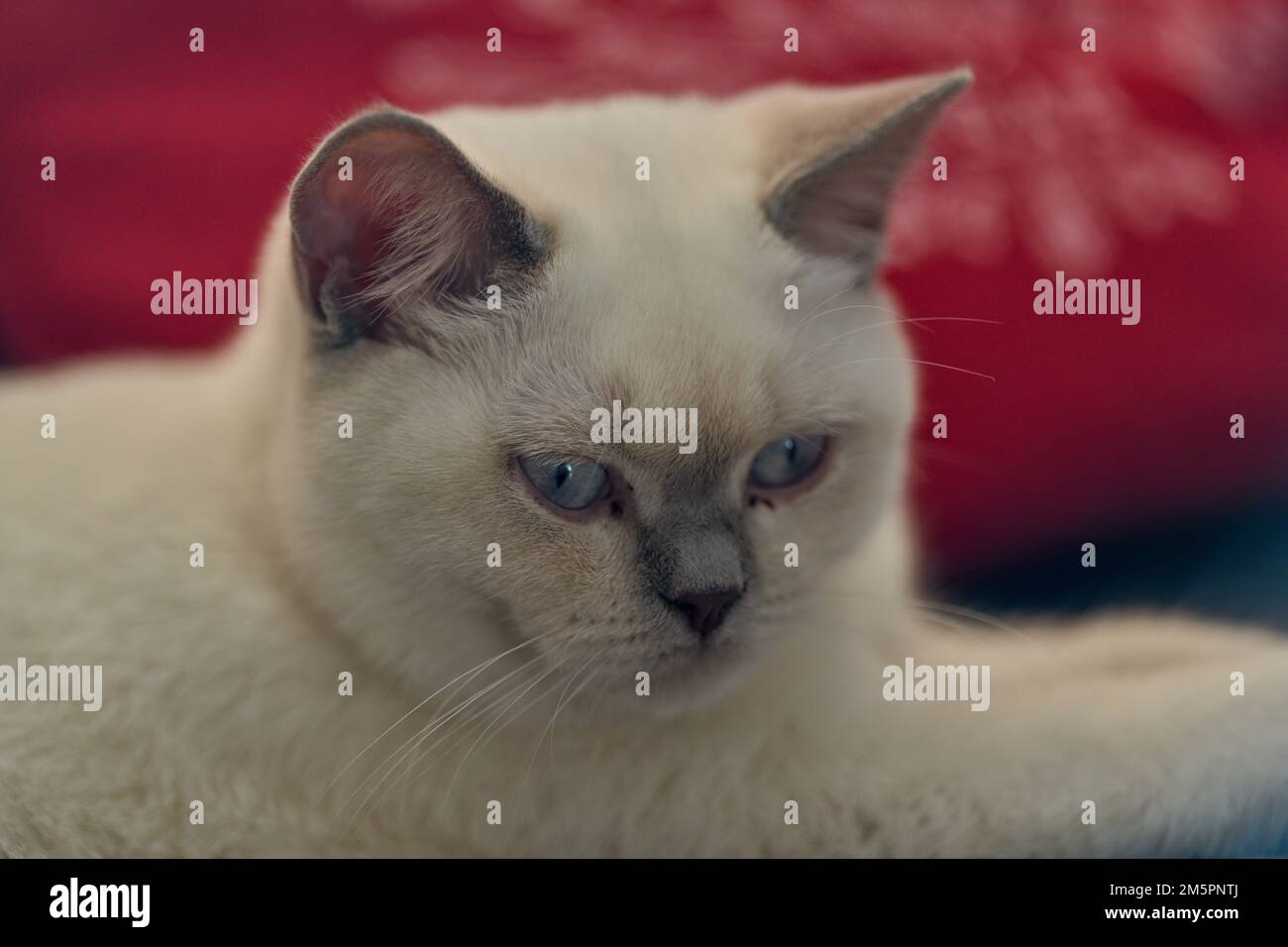 Blue eyed eyes British shorthair kitten cream catkin colorpoint with ...