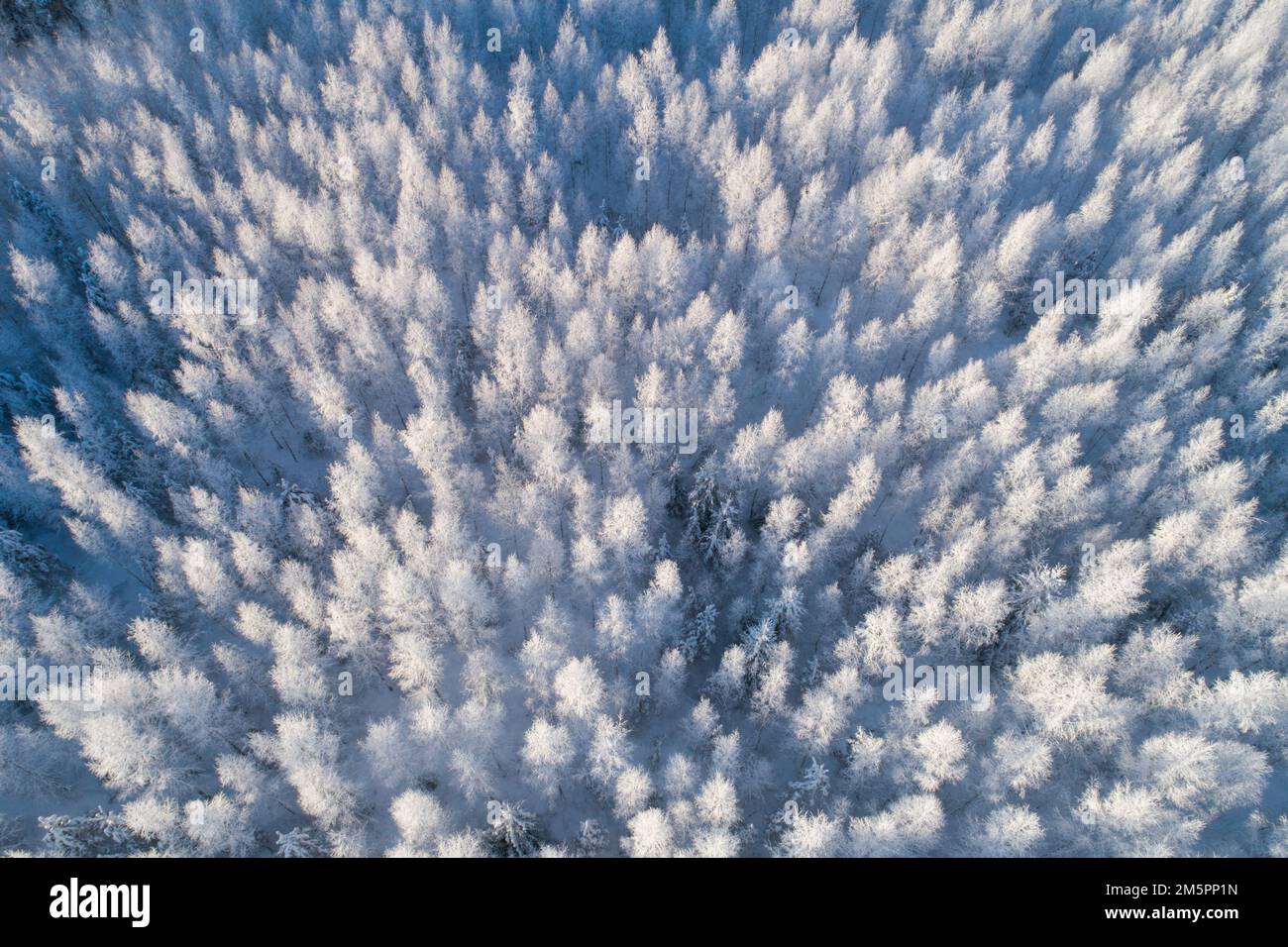 Aerial of a frosty Silver birch forest on a cold winter day in Estonia ...