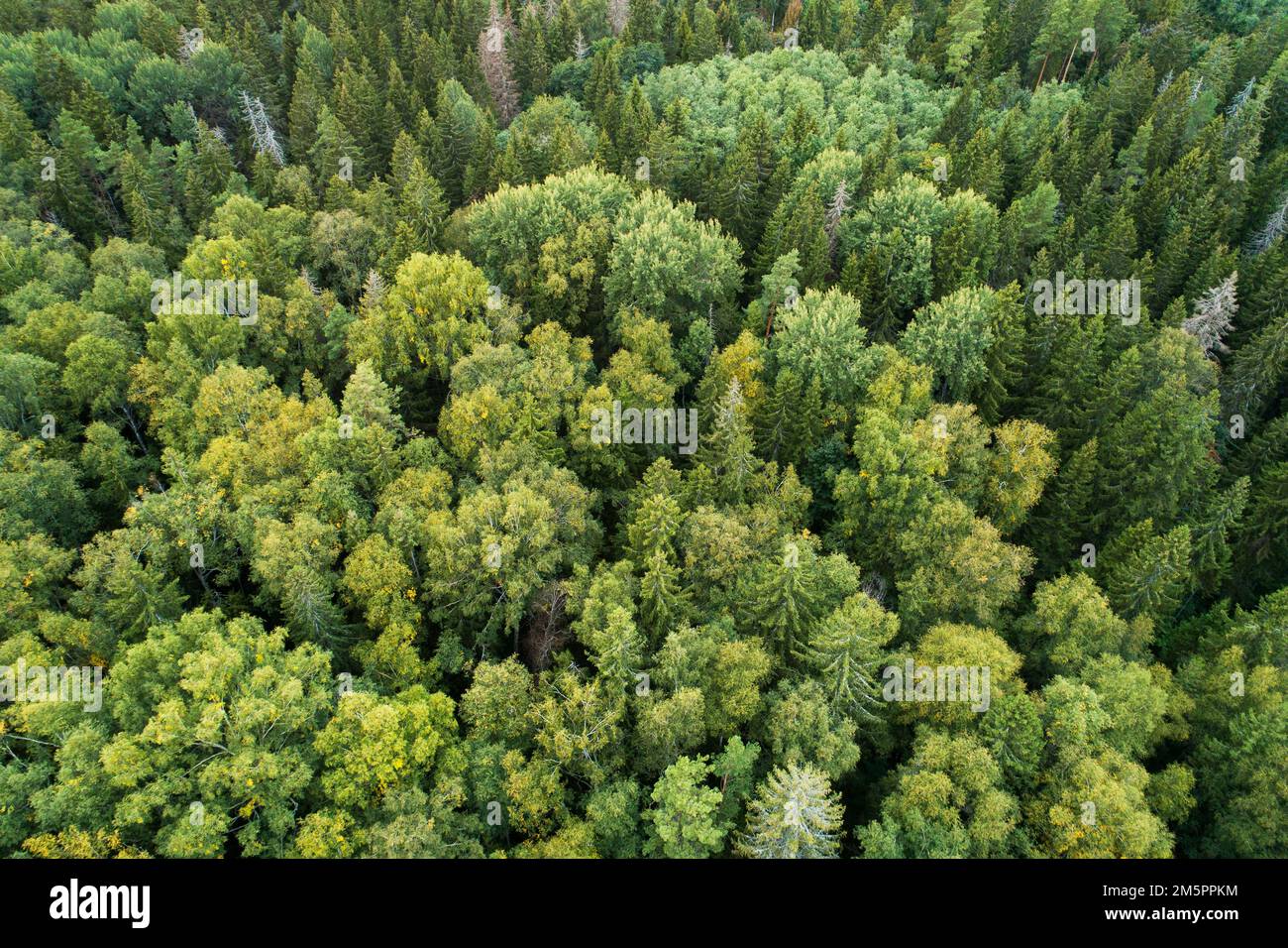 Aerial of a late summer mixed boreal forest in Estonia, Northern Europe ...