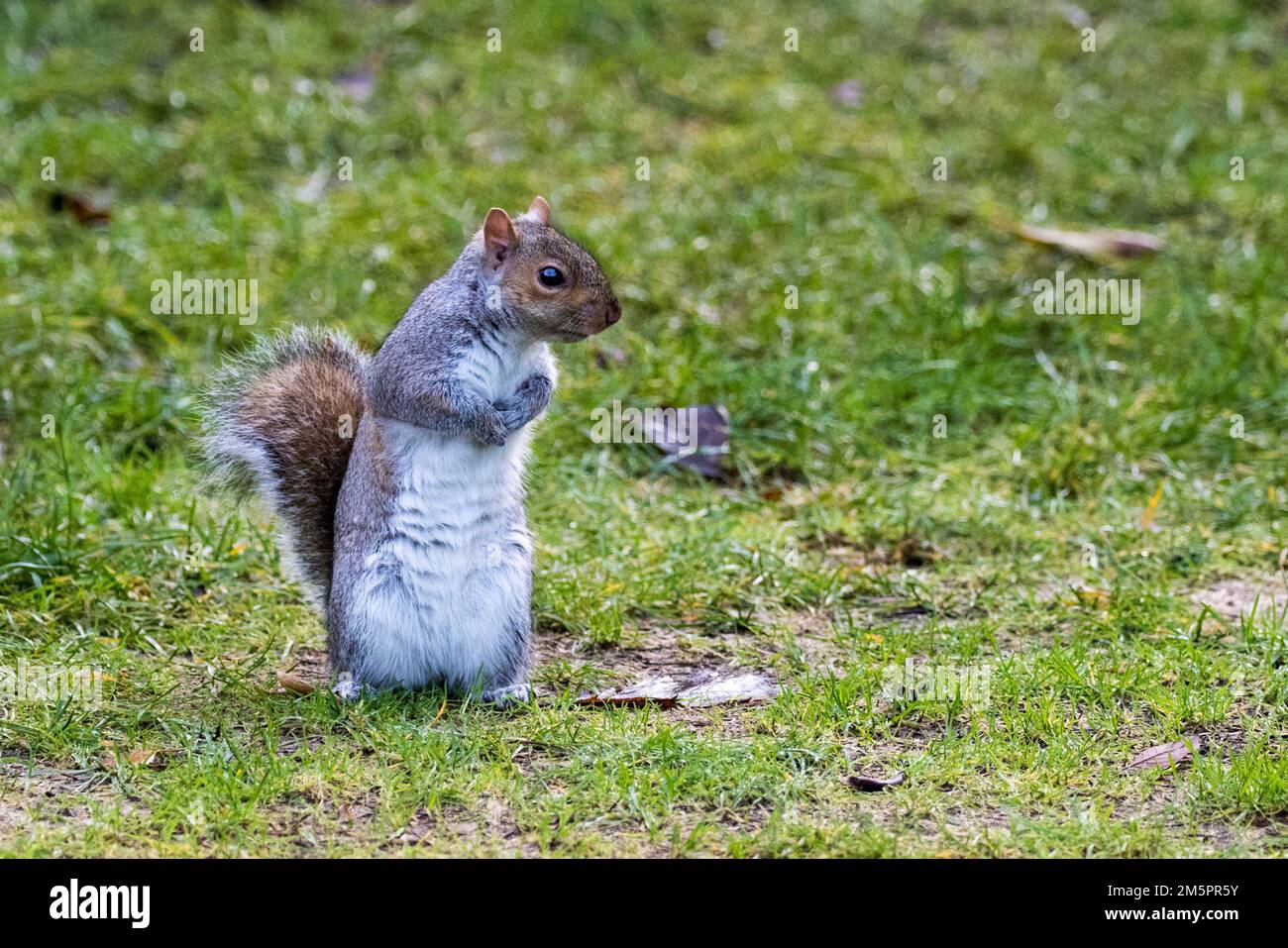 Anxious squirrel wringing his hands Stock Photo - Alamy