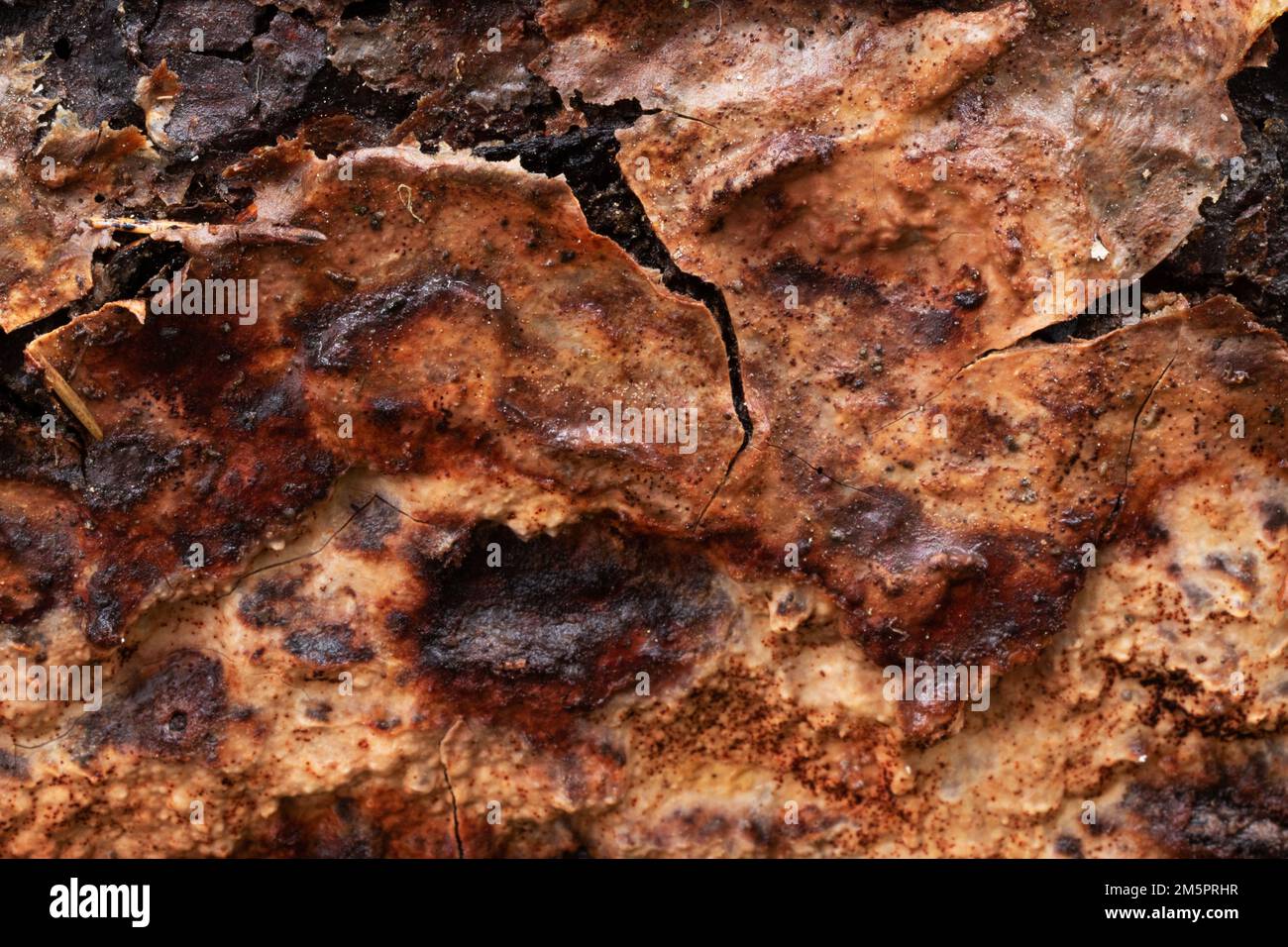 Keystone species hi-res stock photography and images - Alamy