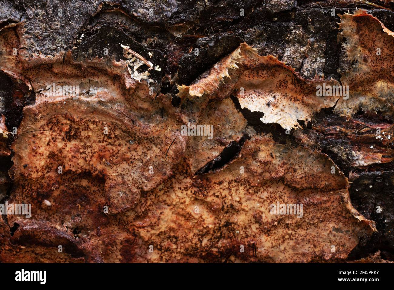 Keystone species hi-res stock photography and images - Alamy