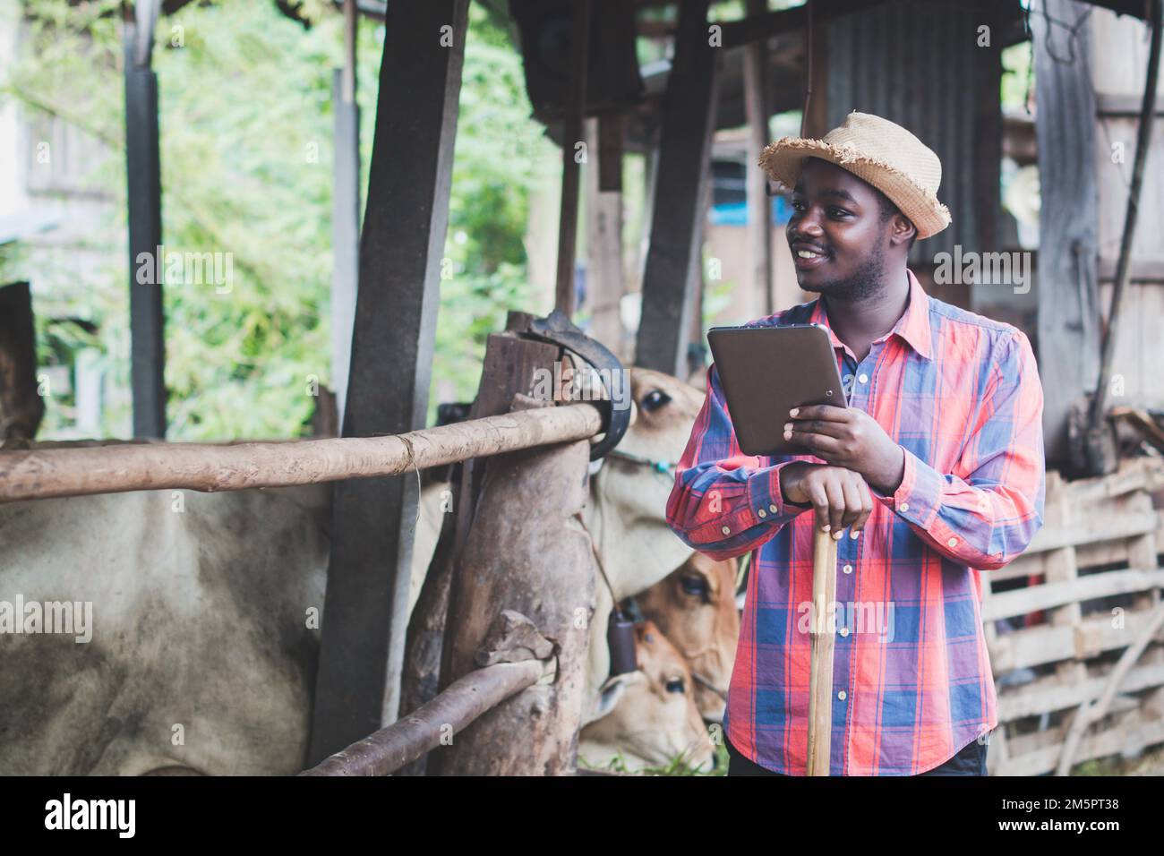 African farmer use tablet for livestock and husbandry control in cattle ...