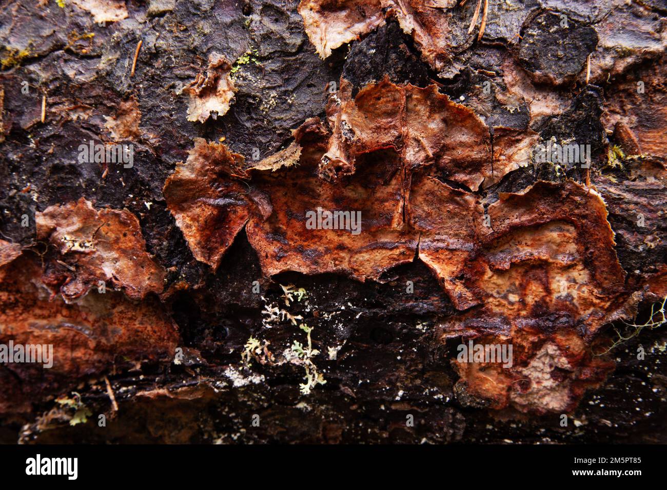 Keystone species hi-res stock photography and images - Alamy