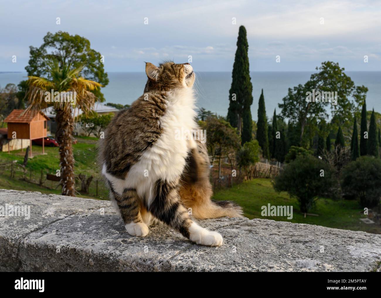 An elegant fluffy cat on a granite parapet on a mountain near the sea ...