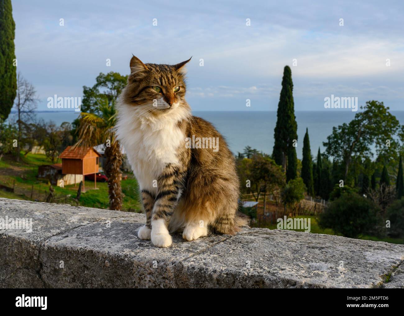 An elegant fluffy cat on a granite parapet on a mountain near the sea ...