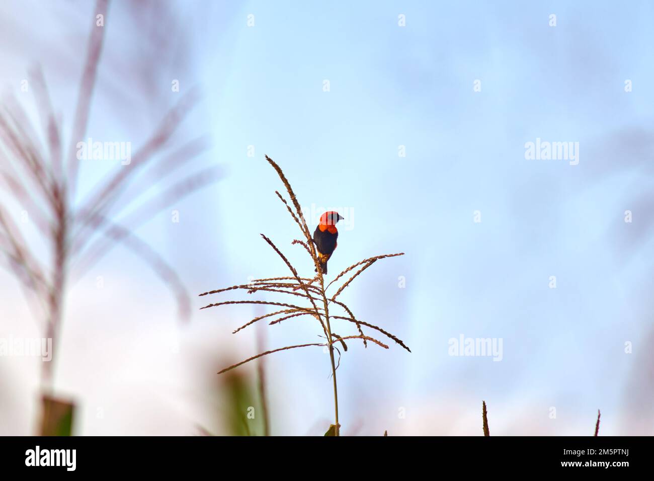 Black-winged red bishop in central Cameroon Stock Photo - Alamy