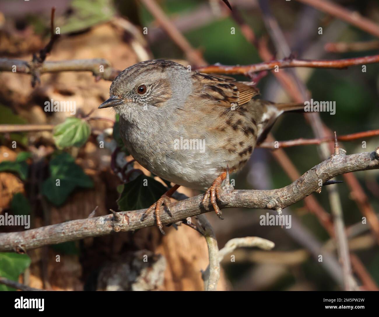 Bramble hedge hi-res stock photography and images - Alamy