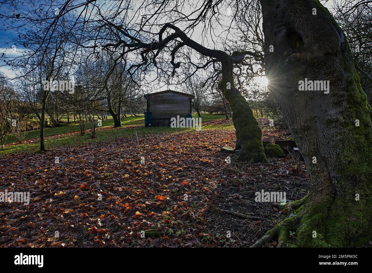 Low sun highlights moss covered and bent oak tree trunk. Smallholding ...