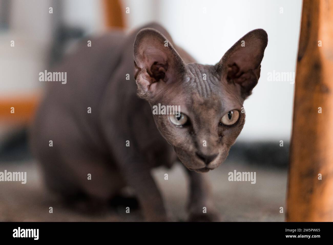 A closeup of a grey Sphinx cat with a angry face staring at something ...
