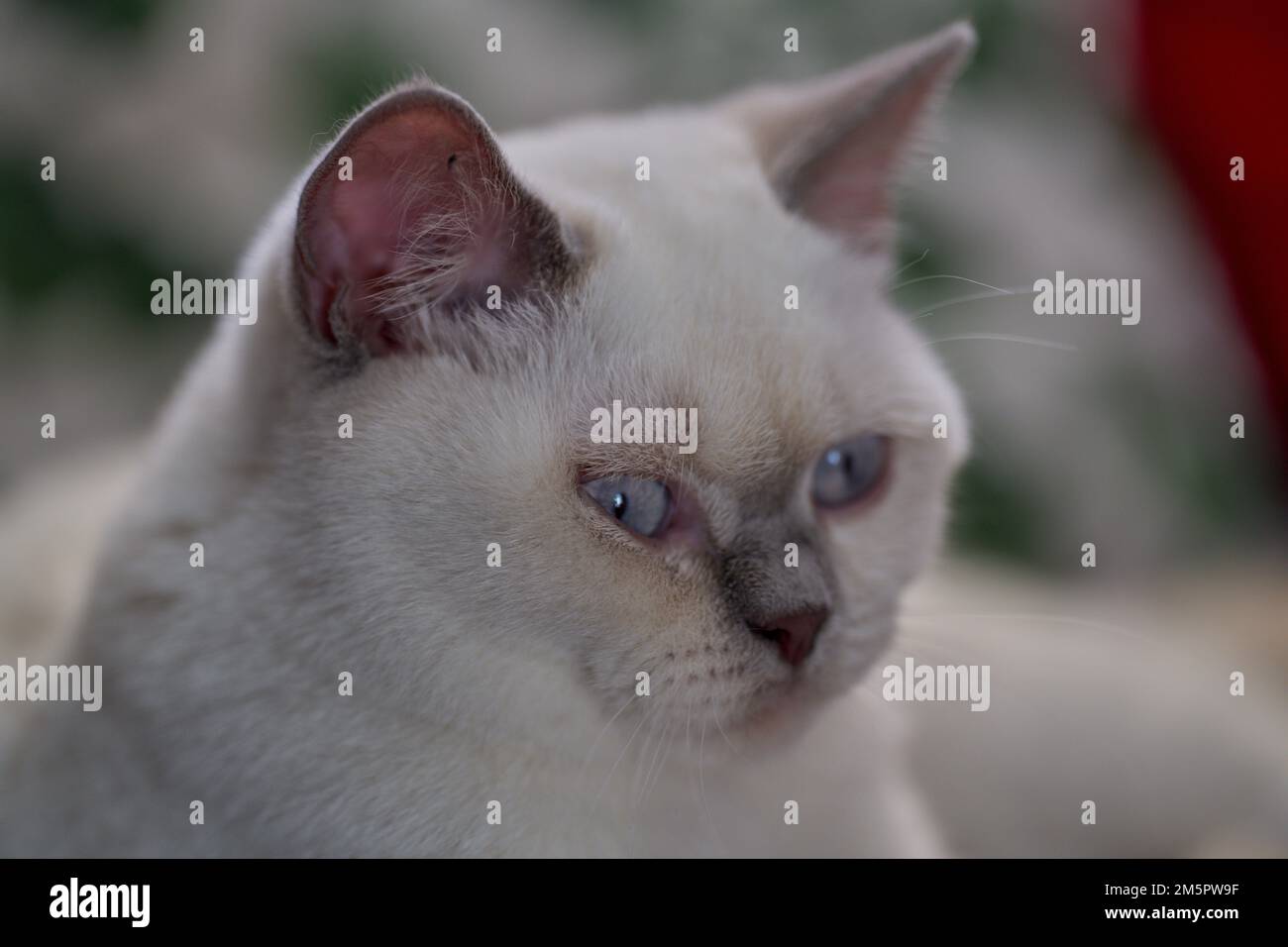 Blue eyed eyes British shorthair kitten cream catkin colorpoint with ...