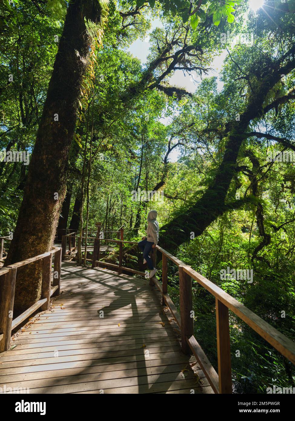 Rain rainforest bridge wood hi-res stock photography and images - Alamy