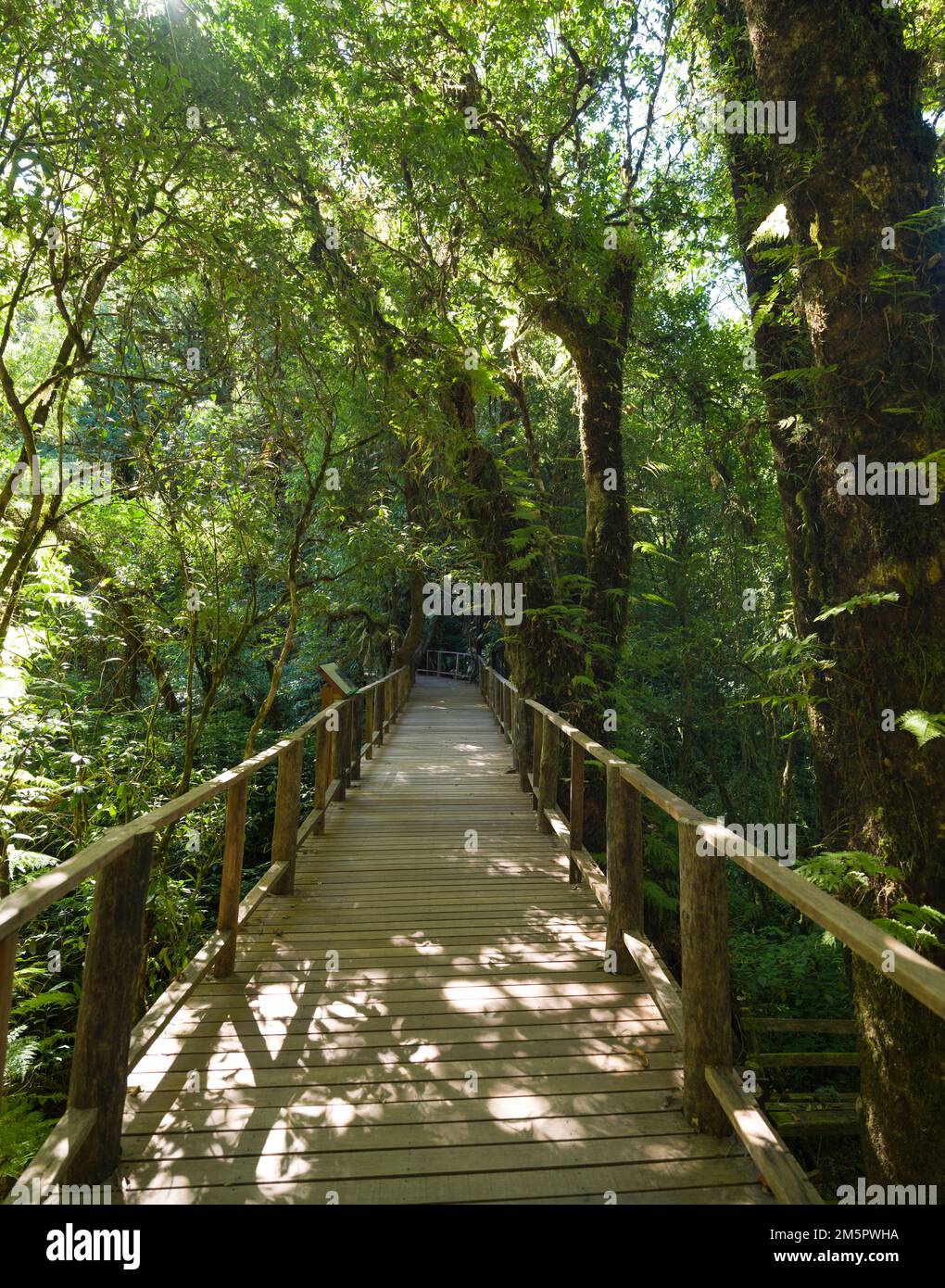 Rain rainforest bridge wood hi-res stock photography and images - Alamy