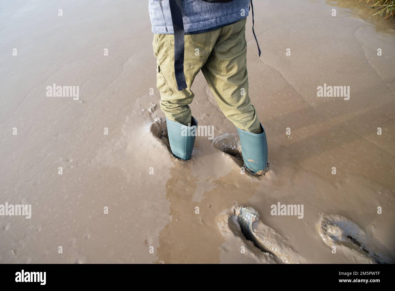 Man is walking with gumboots on the wadden sea, north sea on island ...