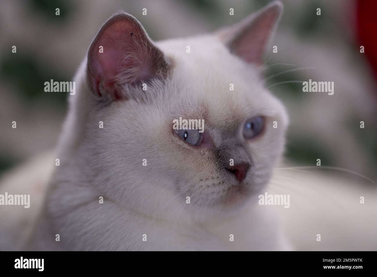 Blue eyed eyes British shorthair kitten cream catkin colorpoint with ...