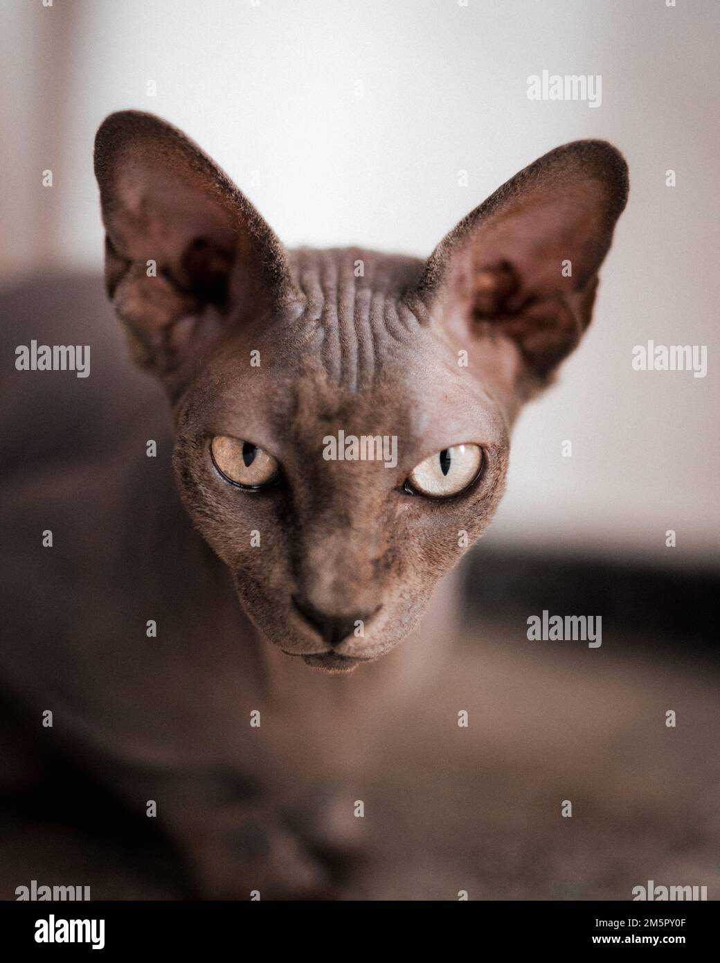 A grey sphynx cat angrily staring at the camera Stock Photo - Alamy
