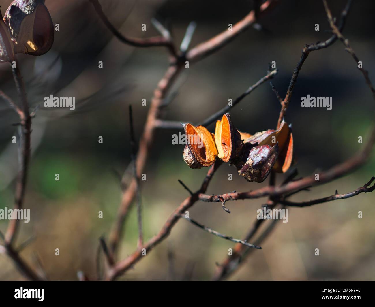 Hakea seed pod hi-res stock photography and images - Alamy