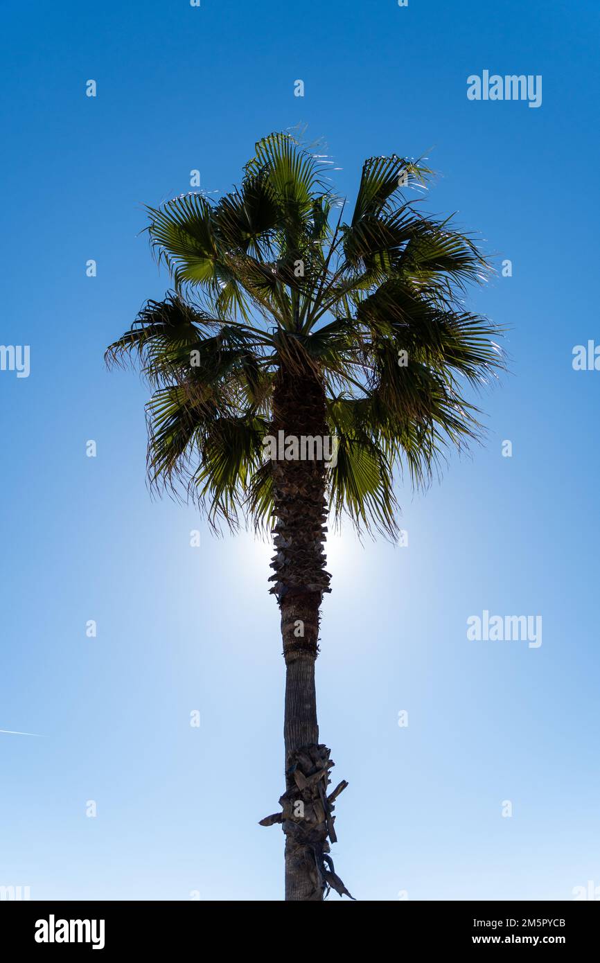 Green palm tree on blue hi-res stock photography and images - Alamy