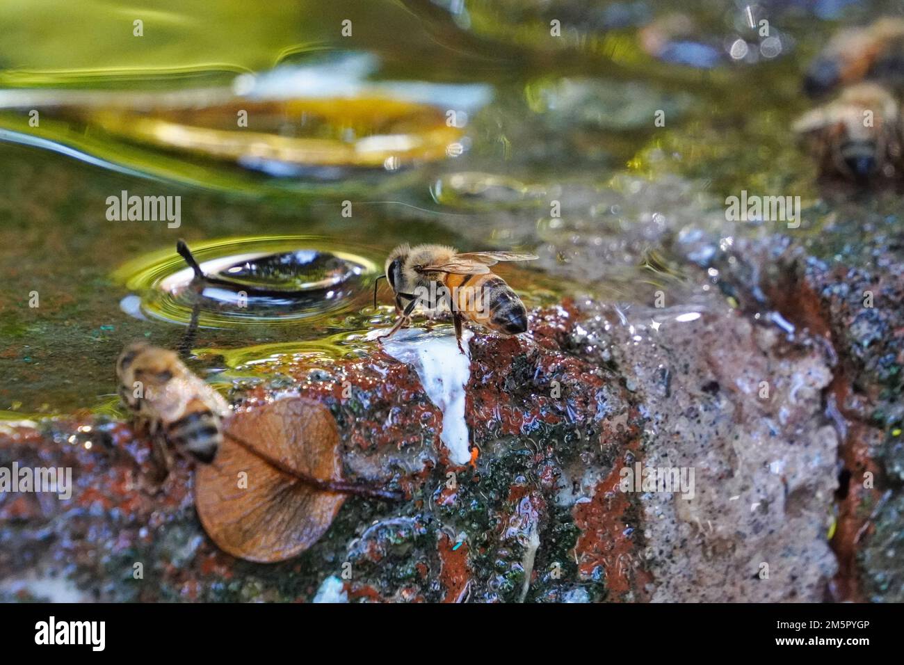 Honey bees collecting water from a wet stone Stock Photo - Alamy