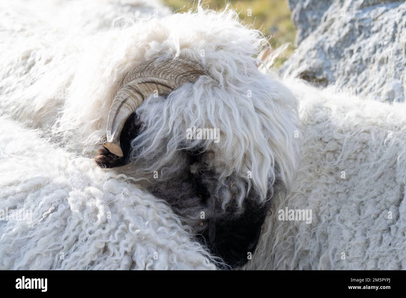 A closeup of a Valais Blacknose sheep in Zermatt, Switzerland Stock ...