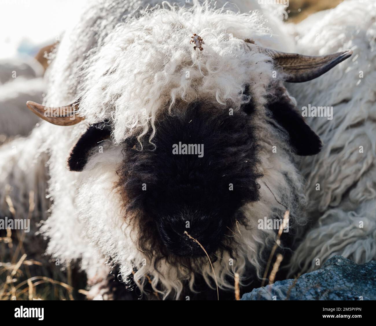 A closeup of a Valais Blacknose sheep in Zermatt, Switzerland Stock ...