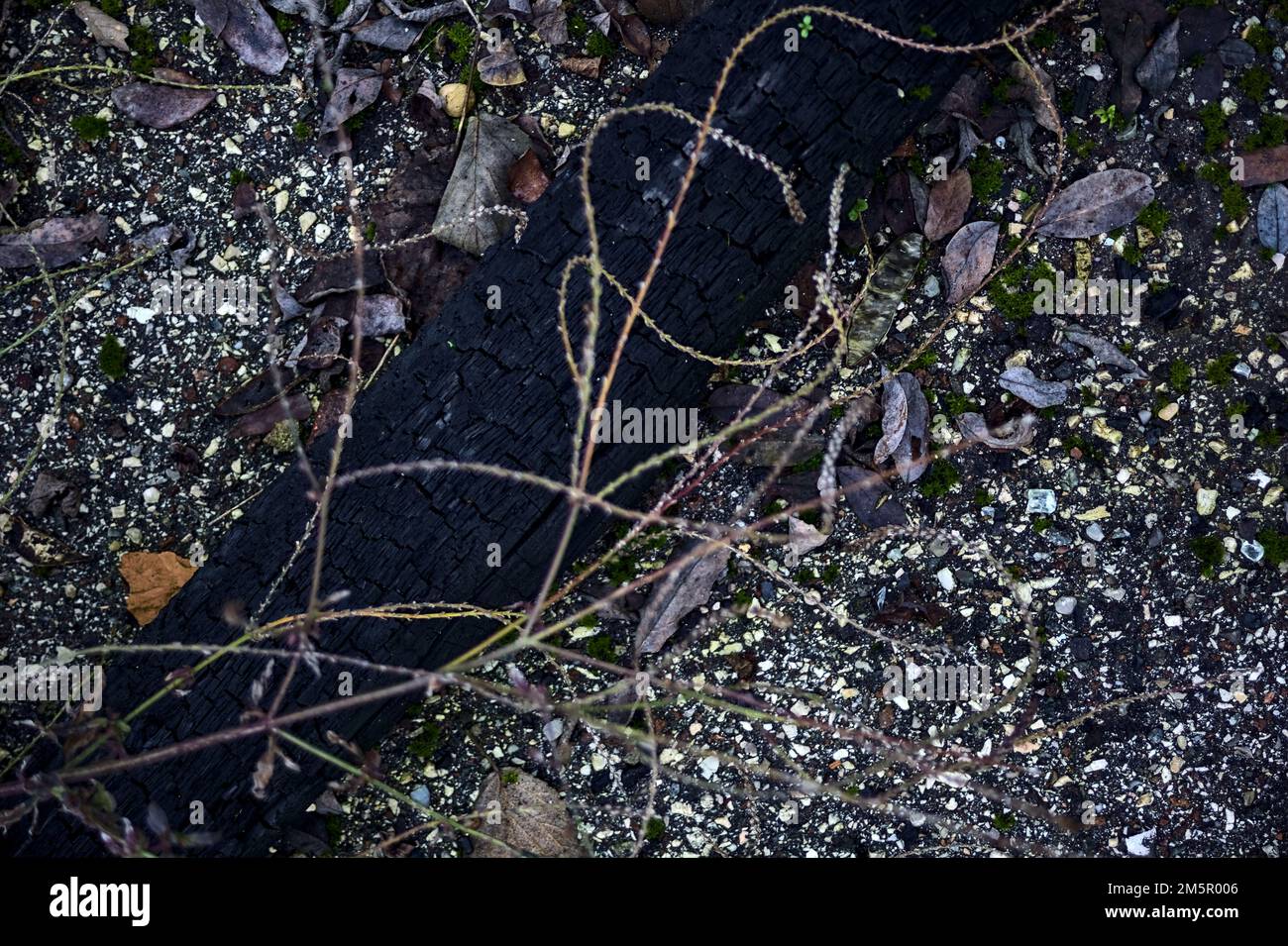 Burnt trunks on the ground seen up close Stock Photo - Alamy