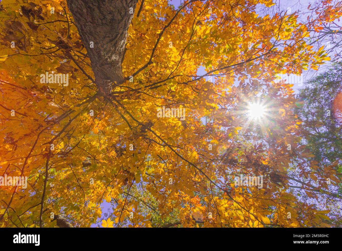 Fall sunburst hi-res stock photography and images - Alamy