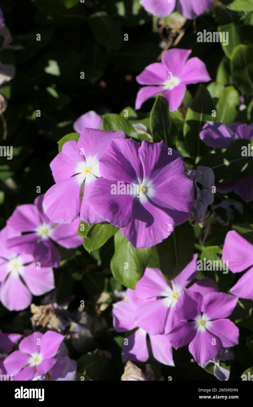 Catharanthus flowers in the garden Stock Photo - Alamy