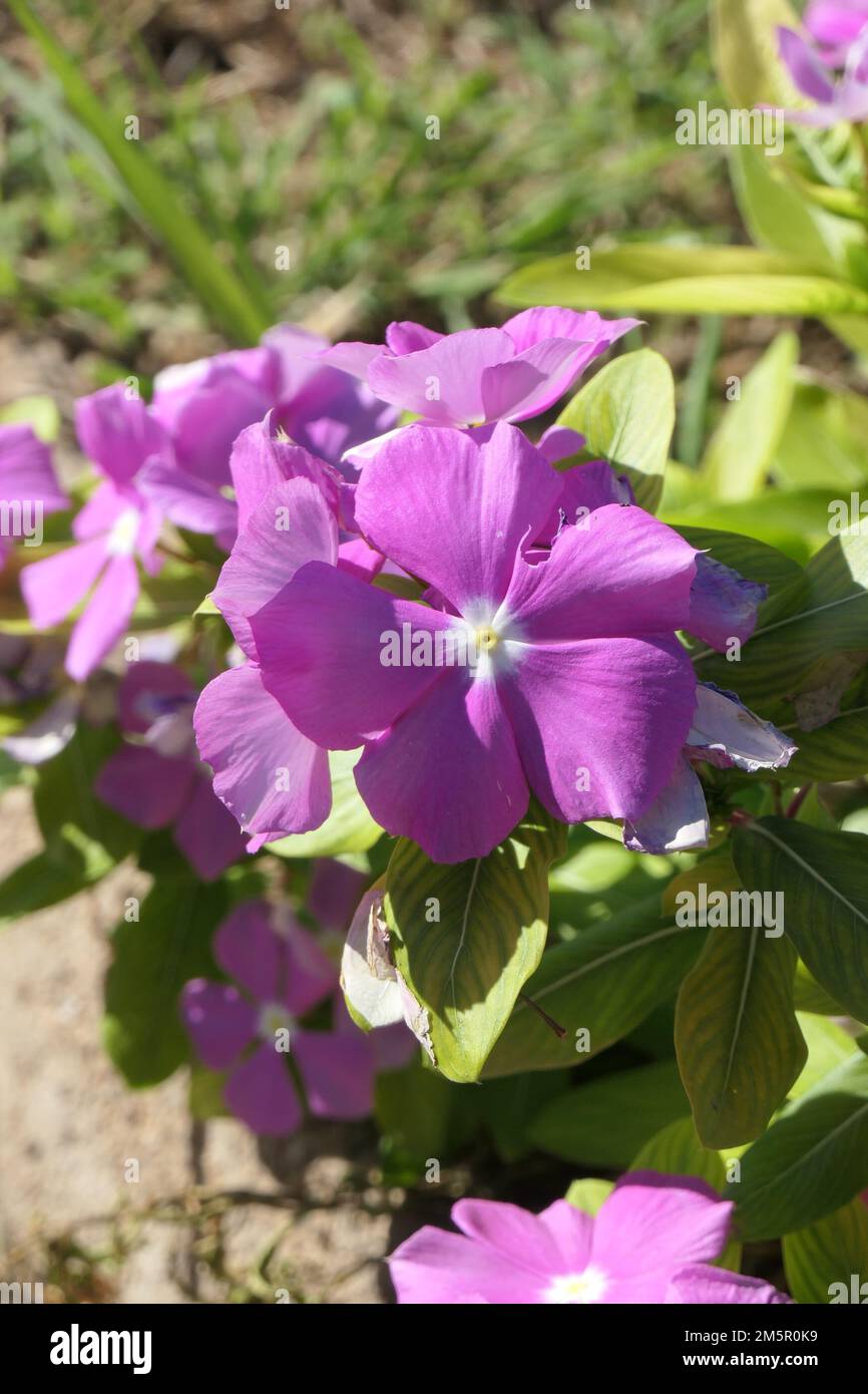 Catharanthus flowers hi-res stock photography and images - Alamy