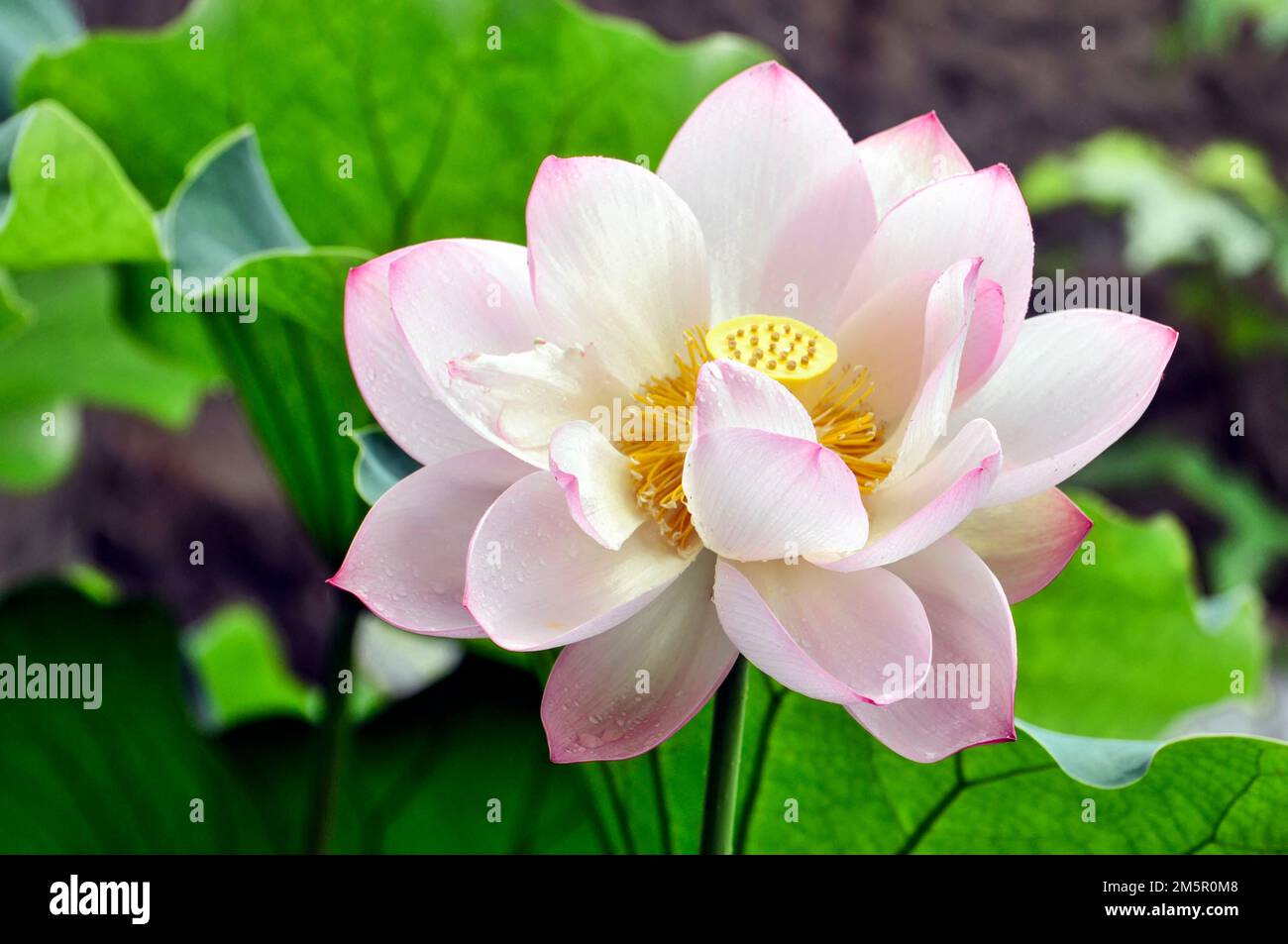 Blossoming lotus flowers Stock Photo - Alamy