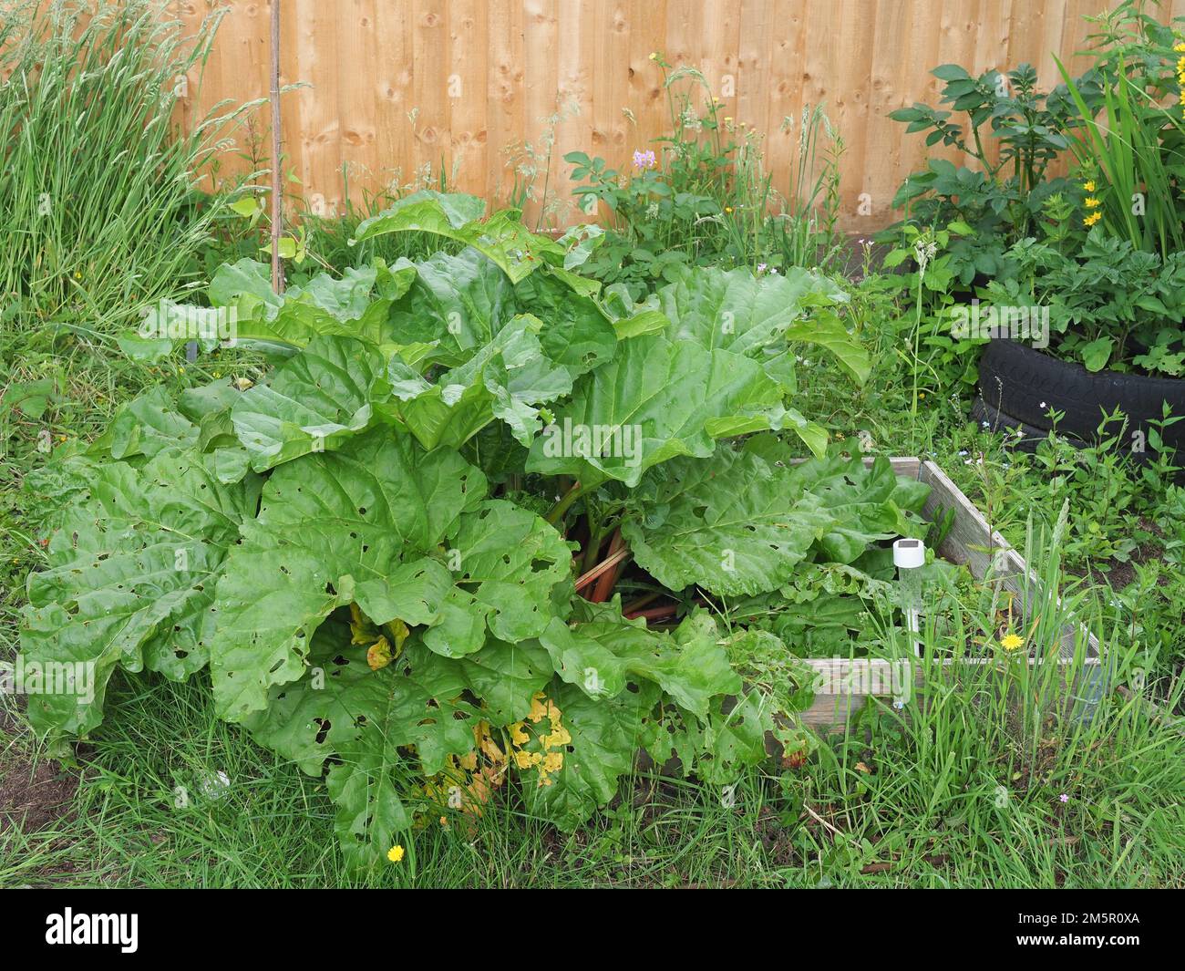 Vigourous hi-res stock photography and images - Alamy