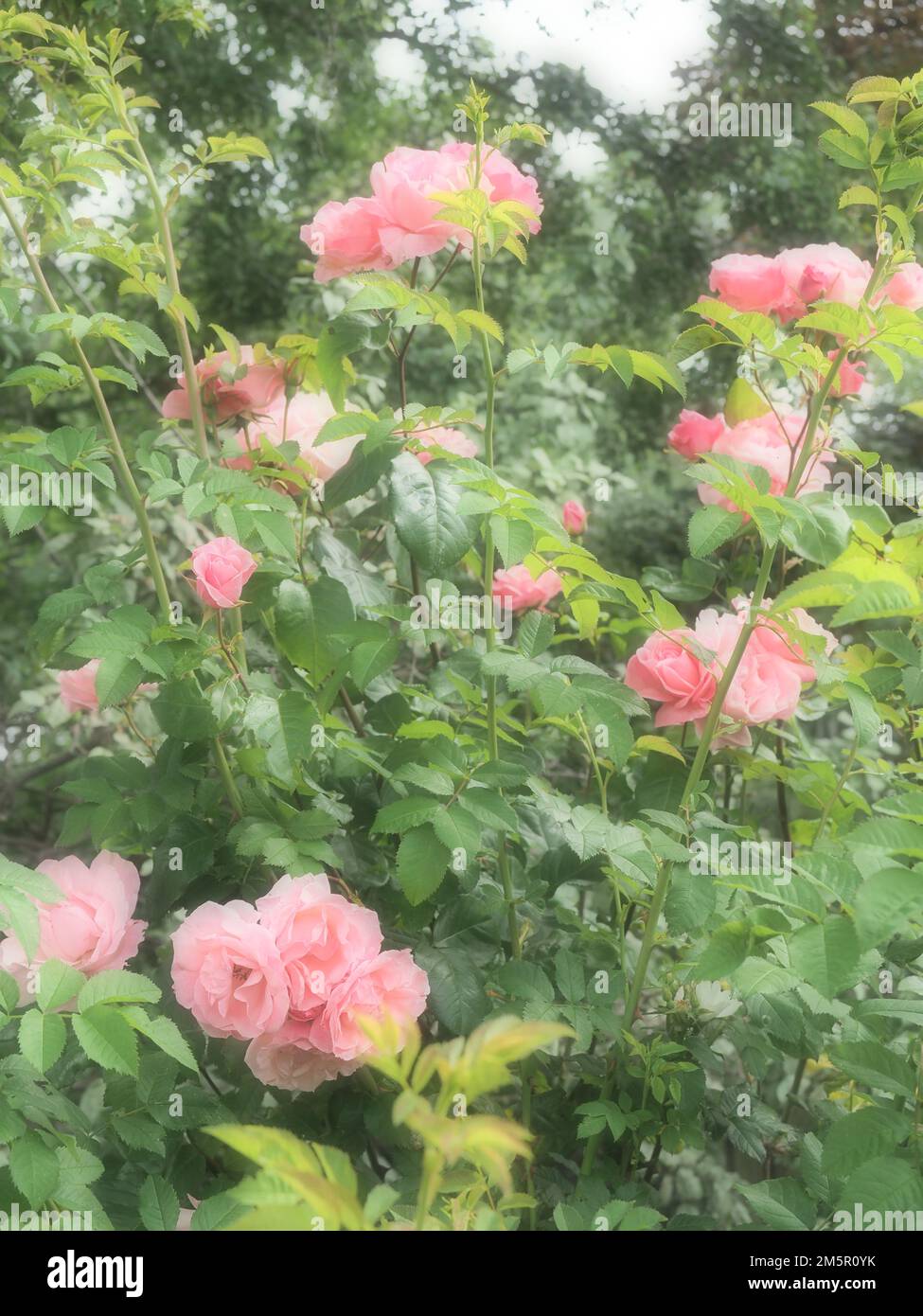 Portrait format crop of beautiful salmon pink roses with a artistic ...