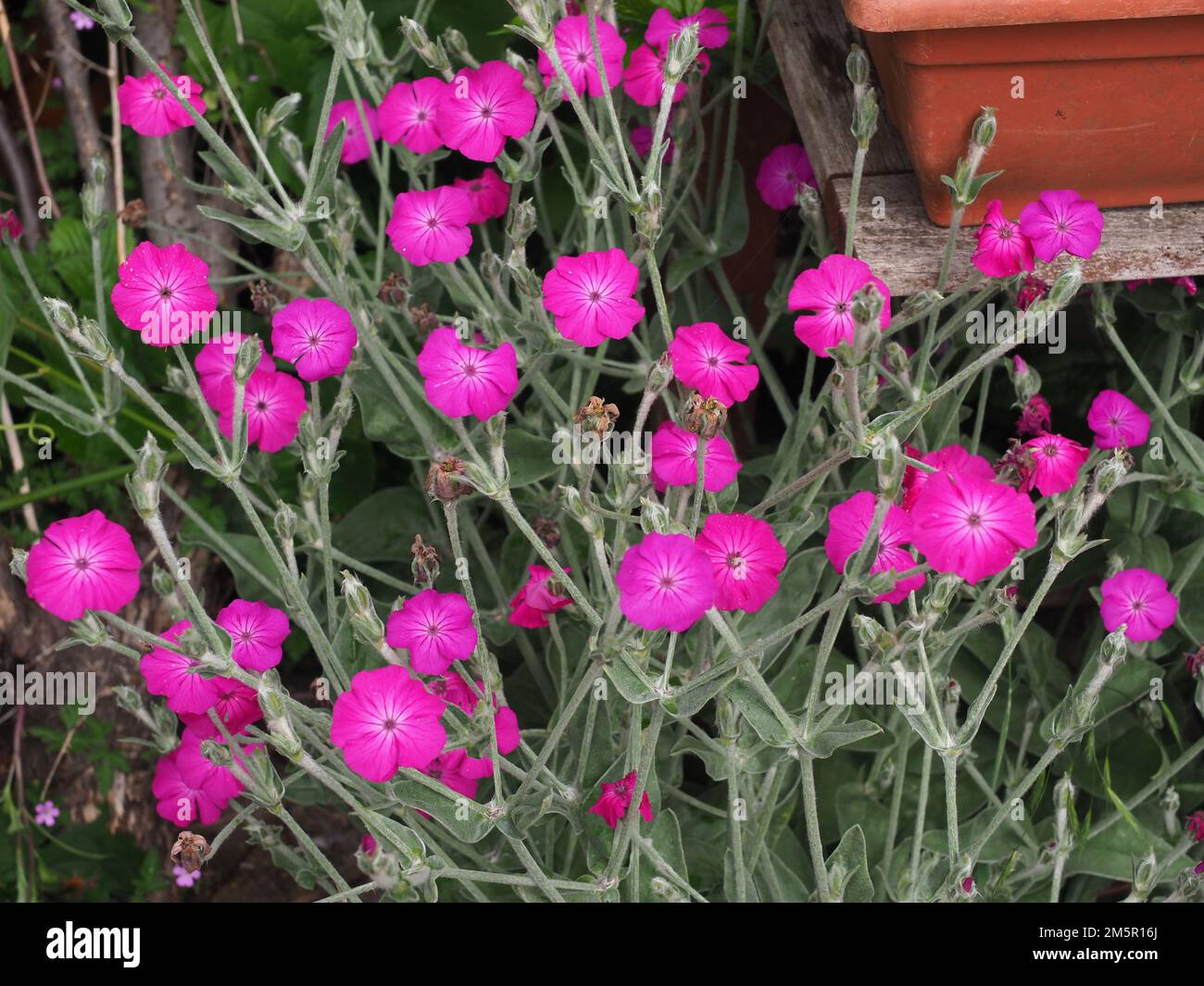 Rose campion garden hi-res stock photography and images - Alamy