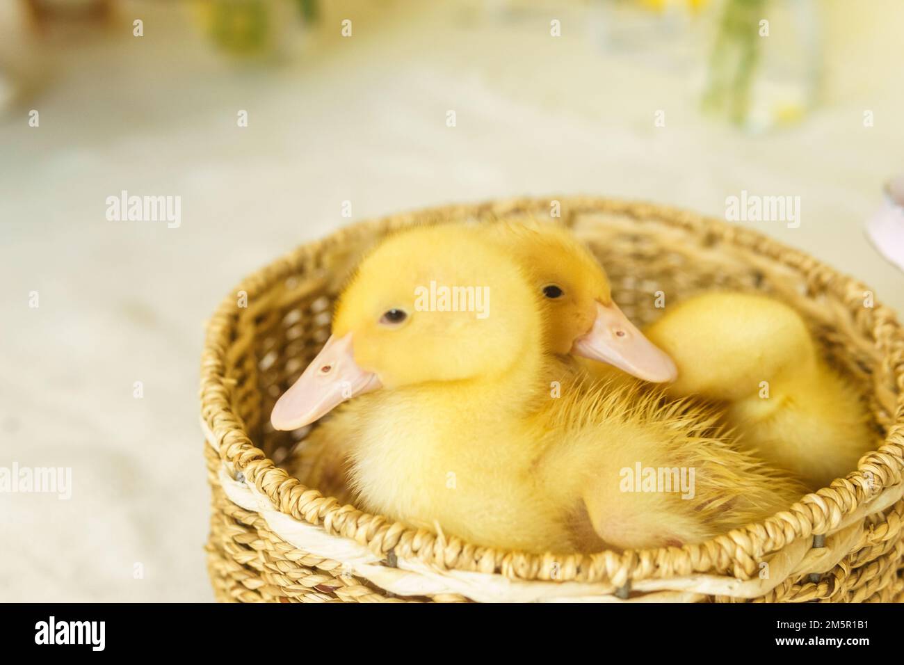 Live yellow ducks in a wicker basket made of matting close-up. the ...