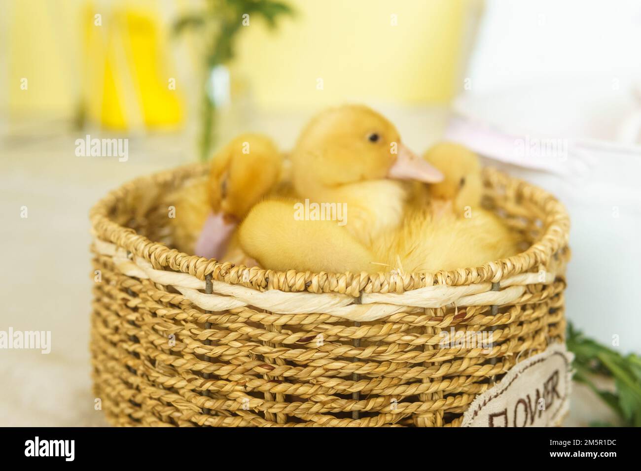 Live yellow ducks in a wicker basket made of matting close-up. the ...