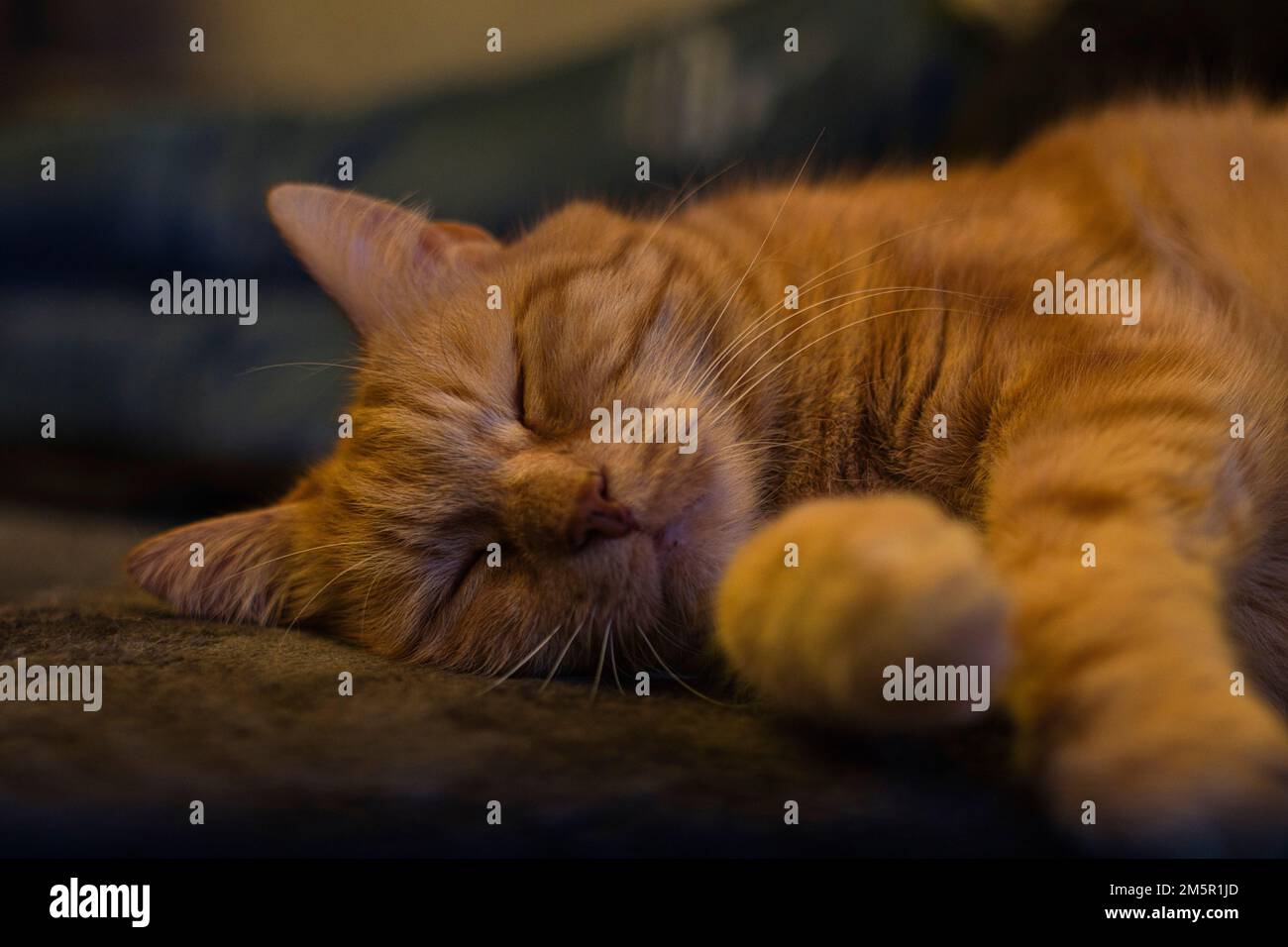 A closeup of a sleeping orange cat against blurred background Stock ...