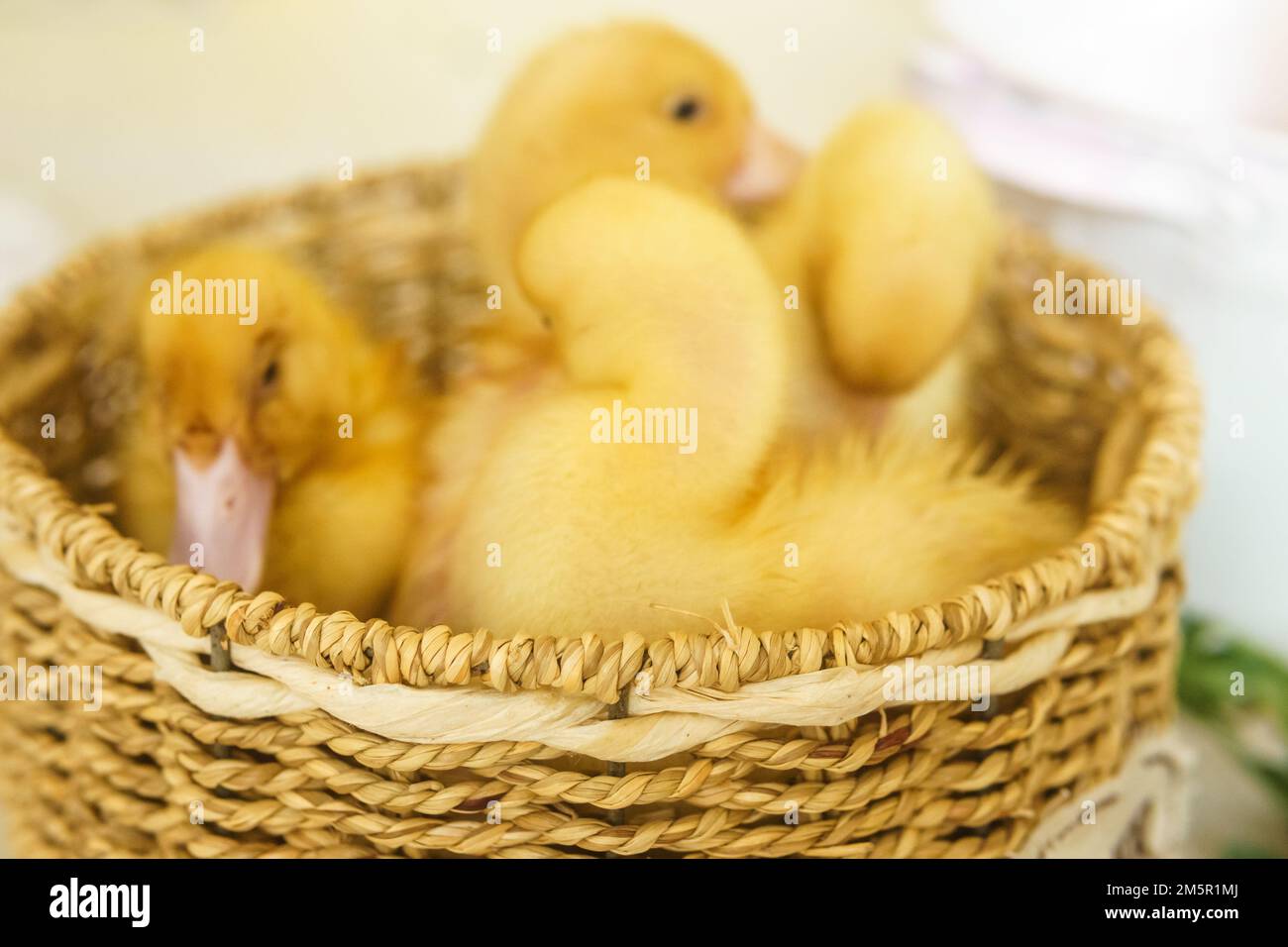 Live yellow ducks in a wicker basket made of matting close-up. the ...