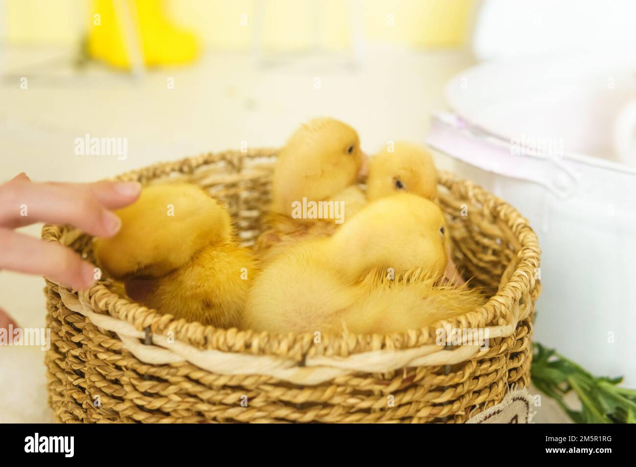 Live yellow ducks in a wicker basket made of matting close-up. the ...