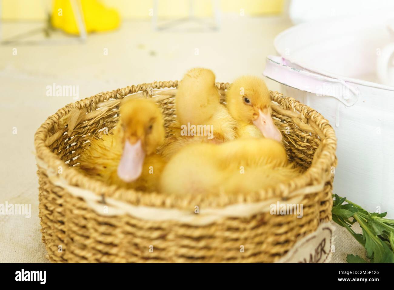 Live yellow ducks in a wicker basket made of matting close-up. the ...