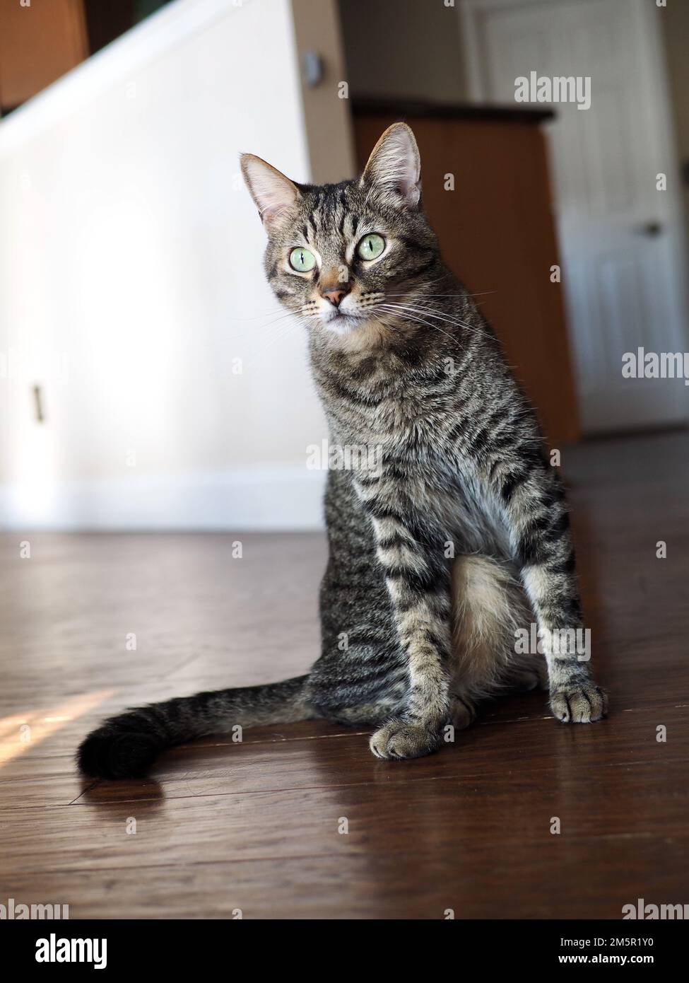 Morphy the tabby cat Stock Photo - Alamy