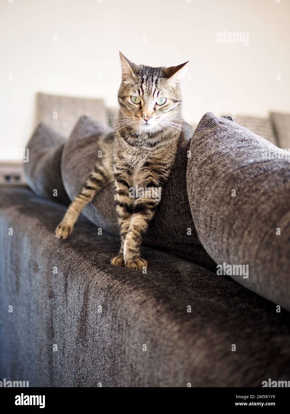 Morphy the tabby cat Stock Photo - Alamy