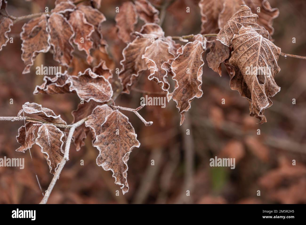 Beautiful close up landscape image of frozen foliage covered in ...